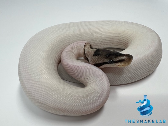 Tsk Axanthic Spied Ball Python by The Snake Lab