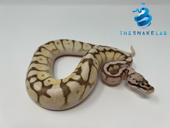 Queen Bee Ball Python by The Snake Lab