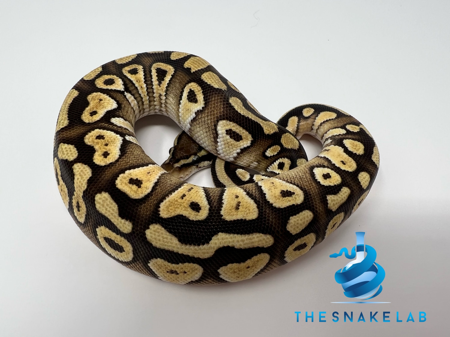 Pastel Mojave Ball Python by The Snake Lab - MorphMarket