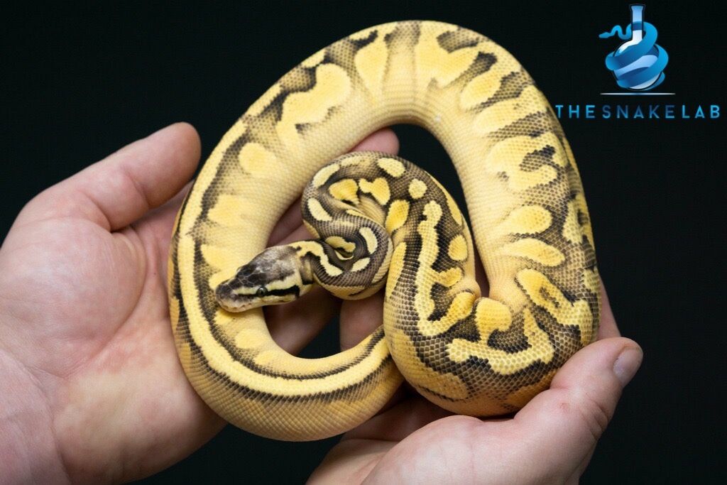 Super Pastel Super Orange Dream Het TSK Axanthic Pos Het Genetic Stripe ...