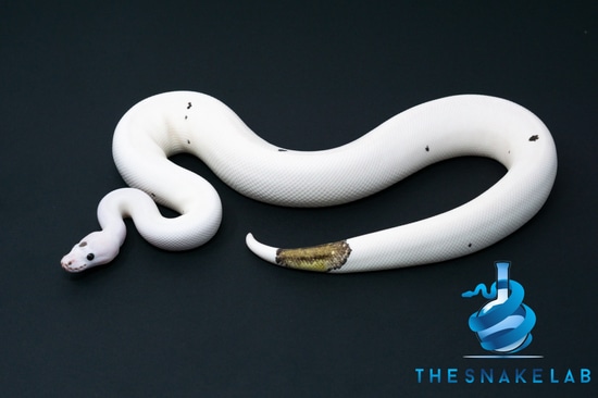 Pewter Sandblast Pied Het Clown Ball Python by The Snake Lab