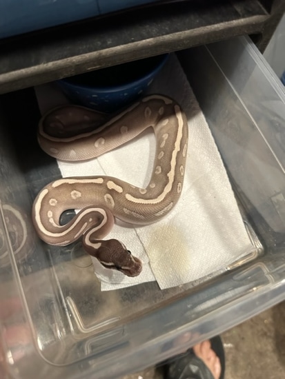 Mystic Potion Ball Python by MDKrawlerz