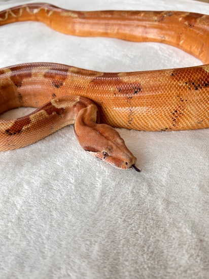Sunset Boa / Super Hypo Hog Island Boa Boa Constrictor by Tara Reptiles