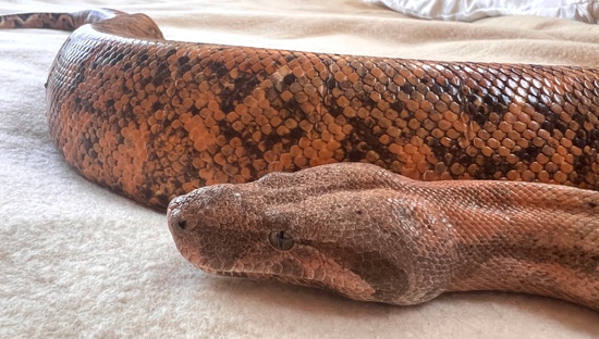 Pure Hog Island Boa Adult Female Boa Constrictor by Tara Reptiles