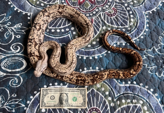 Pure Hog Island Boa - Adult Boa Constrictor by Tara Reptiles