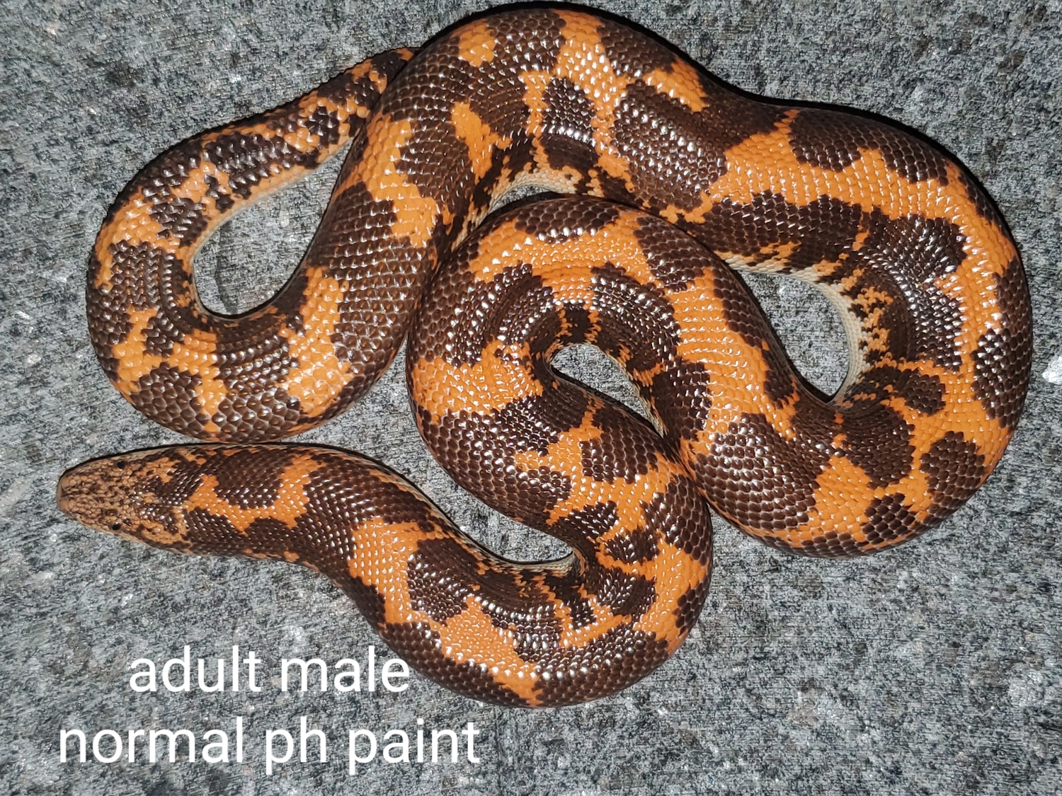 Normal Ph Paint Kenyan Sand Boa by Tiny Boas - MorphMarket