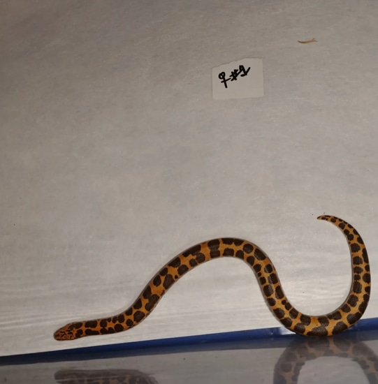 Kenyan Sand Boa Normal Het by Valhalla Strike Reptiles
