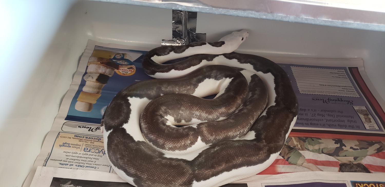 Golden Child Super Motley Pied Het Albino Reticulated Python by ...