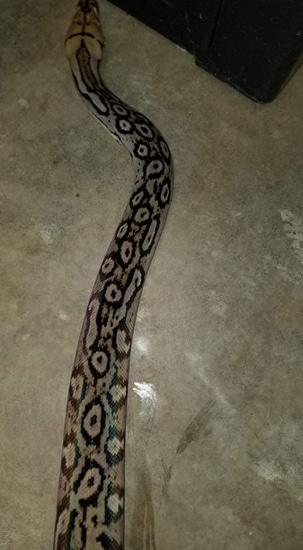 Proven Ocelot Male . Reticulated Python by Enticing Exotics