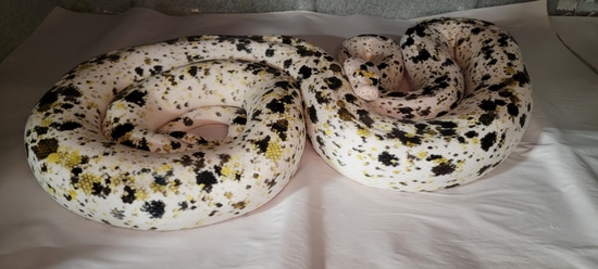 Goldenchild Cow 100% Het Anthrax Reticulated Python by Enticing Exotics
