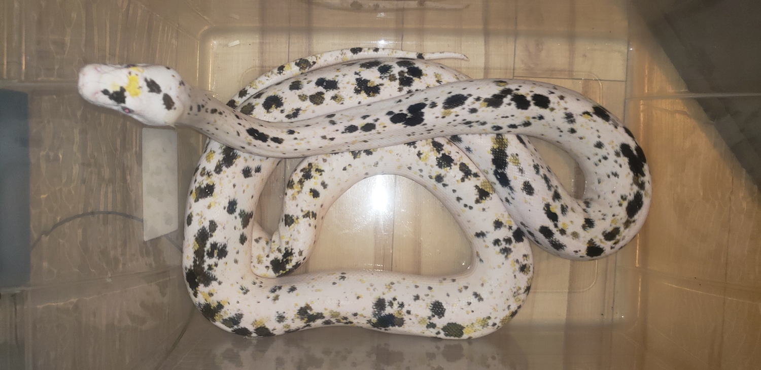 Goldenchild Cow 100% Het Anthrax Reticulated Python by Enticing Exotics ...