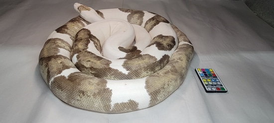 Paradox Super Phantom Het Anthrax Reticulated Python by Enticing Exotics