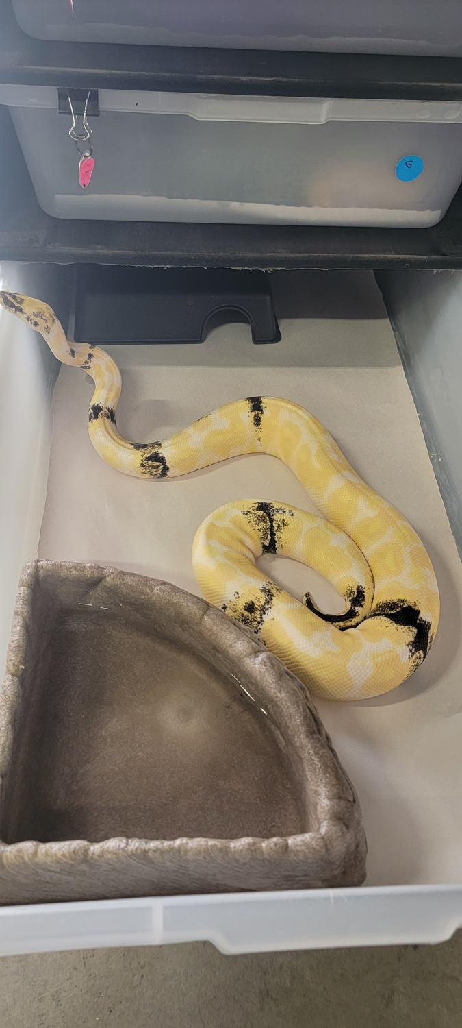 Paradox Albino 100het Pied Ball Python by Enticing Exotics - MorphMarket