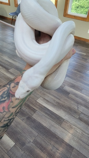 Mochino Super Phantom Reticulated Python by Enticing Exotics