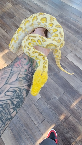 Orange Glow Marble Jaguar Reticulated Python by Enticing Exotics
