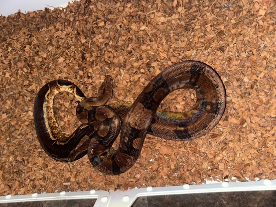 Hypo Het Sun Dragon Boa Constrictor by RH Reptiles