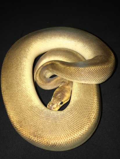 Champagne Ball Python by Regius Reptiles