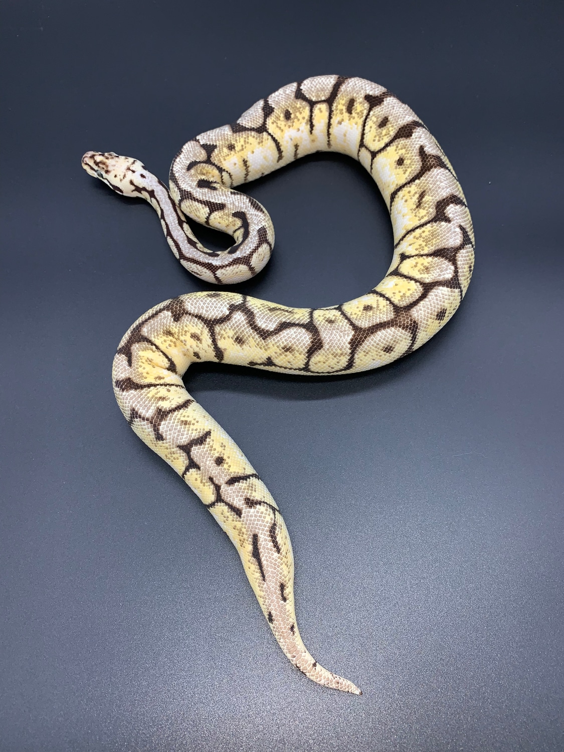 2017 Female Bumblebee Ball Python by Regius Reptiles - MorphMarket