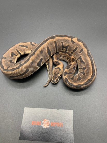 Woma Leopard Ball Python by Regius Reptiles