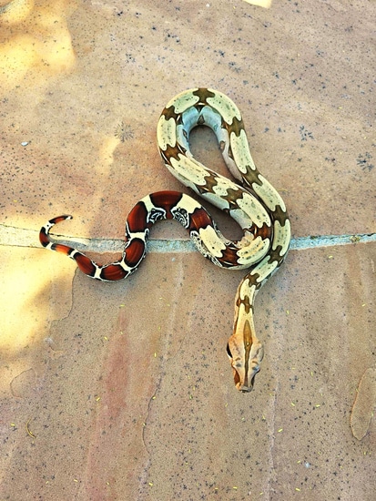 Suriname Tudelope X FLRT Boa Constrictor by MS Quality Snakes