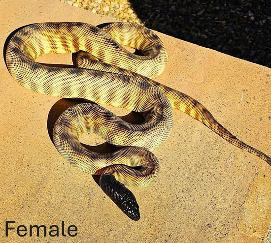 2022 Black-Headed Python by MS Quality Snakes
