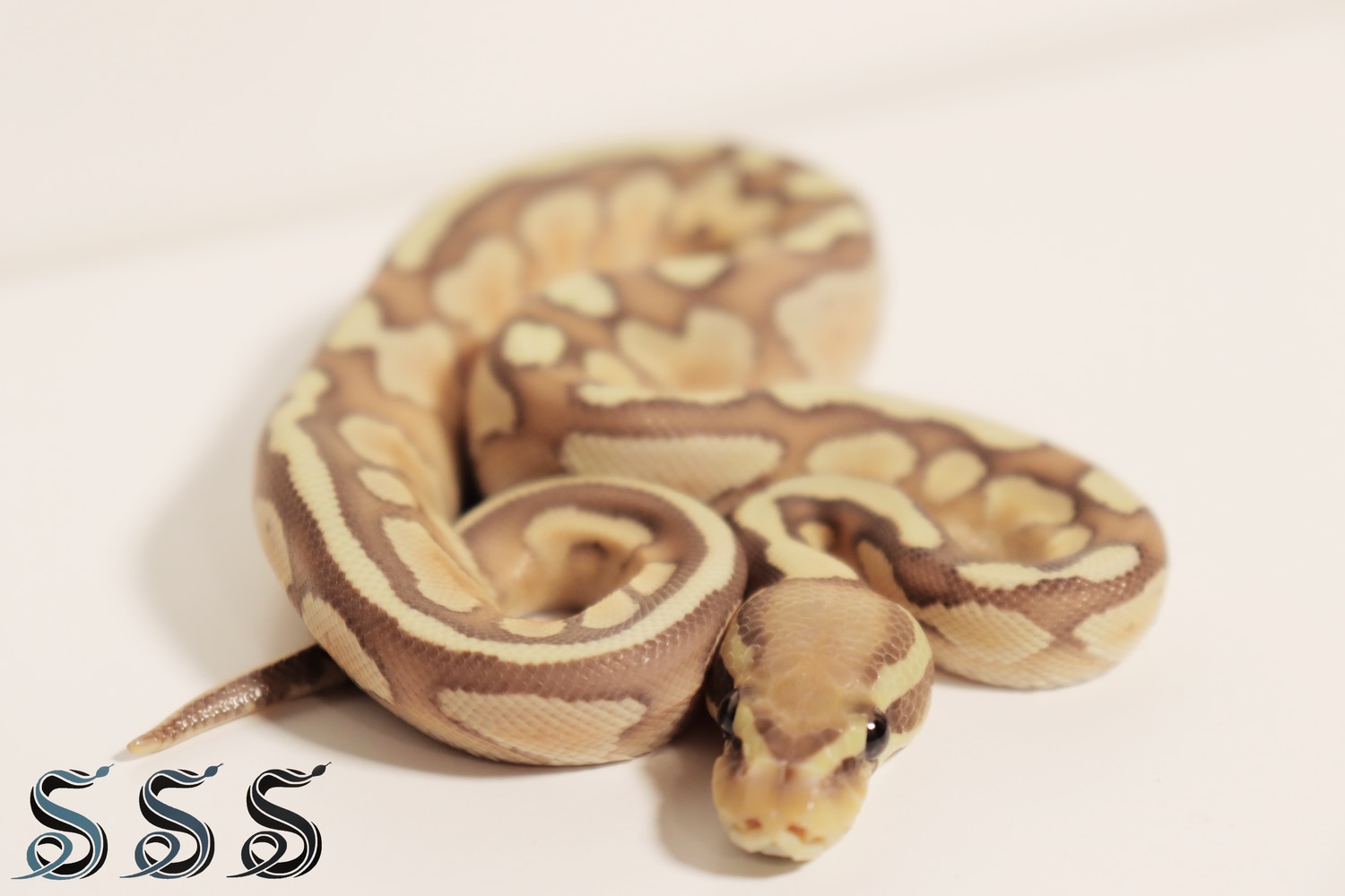 Lesser Orange Ghost Ball Python by Spoes Snazzy Snakes - MorphMarket
