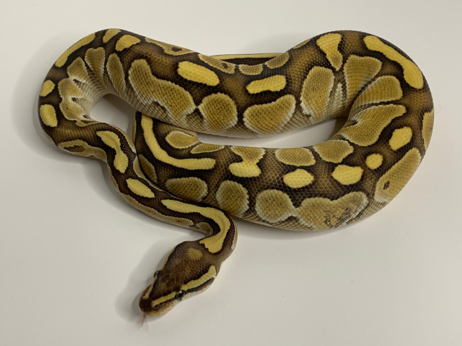 Lesser HOG Ball Python by Spoes Snazzy Snakes - MorphMarket