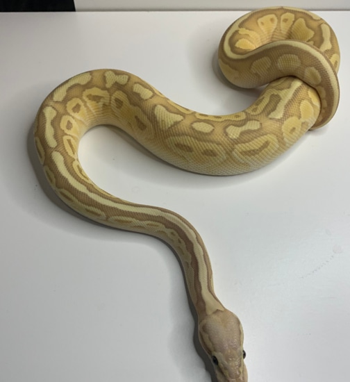 Banana Pastel Lesser Orange Ghost Ball Python by Spoes Snazzy Snakes