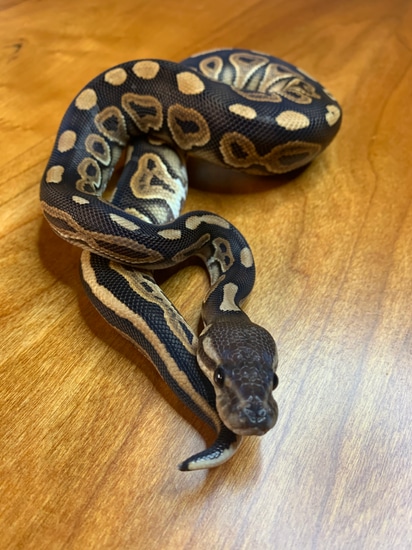 Cinnamon Ball Python by Spoes Snazzy Snakes