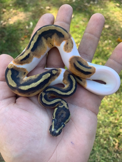 Pied 100% Het Vpi Axanthic Ball Python by Bushhill Reptiles / Colby Nelson