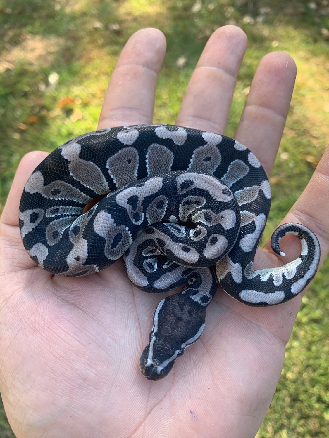 Vpi Axanthic Het Pied Ball Python by Bushhill Reptiles / Colby Nelson ...