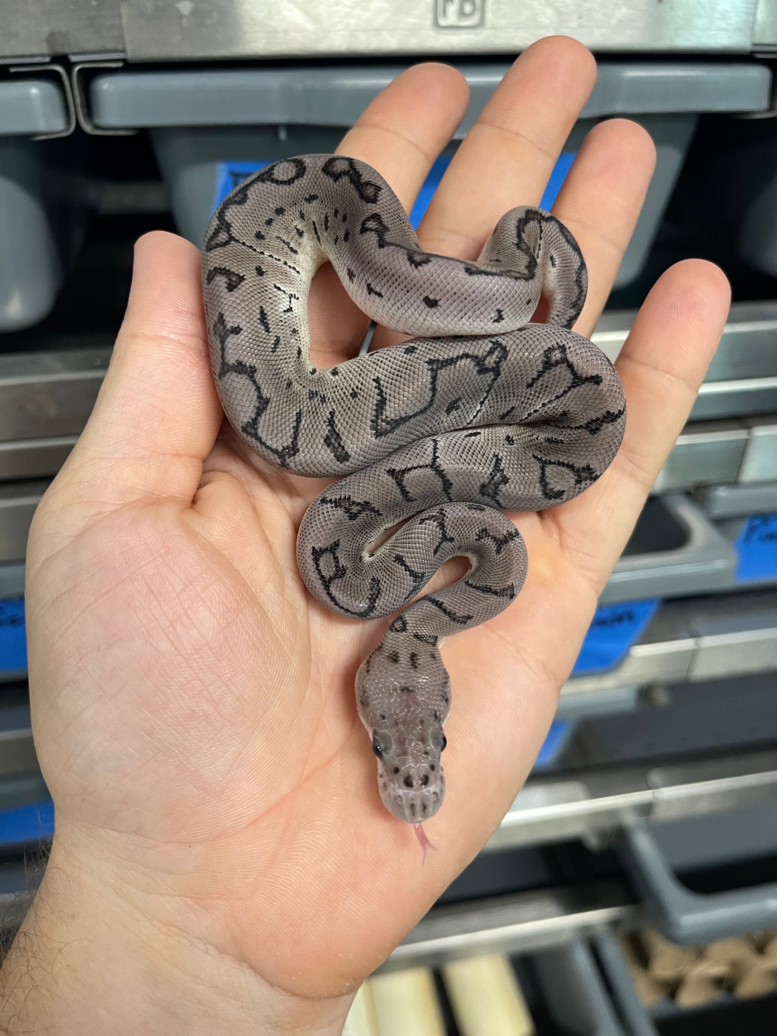Vpi Axanthic Pinstripe Clown Ball Python by Bushhill Reptiles / Colby ...