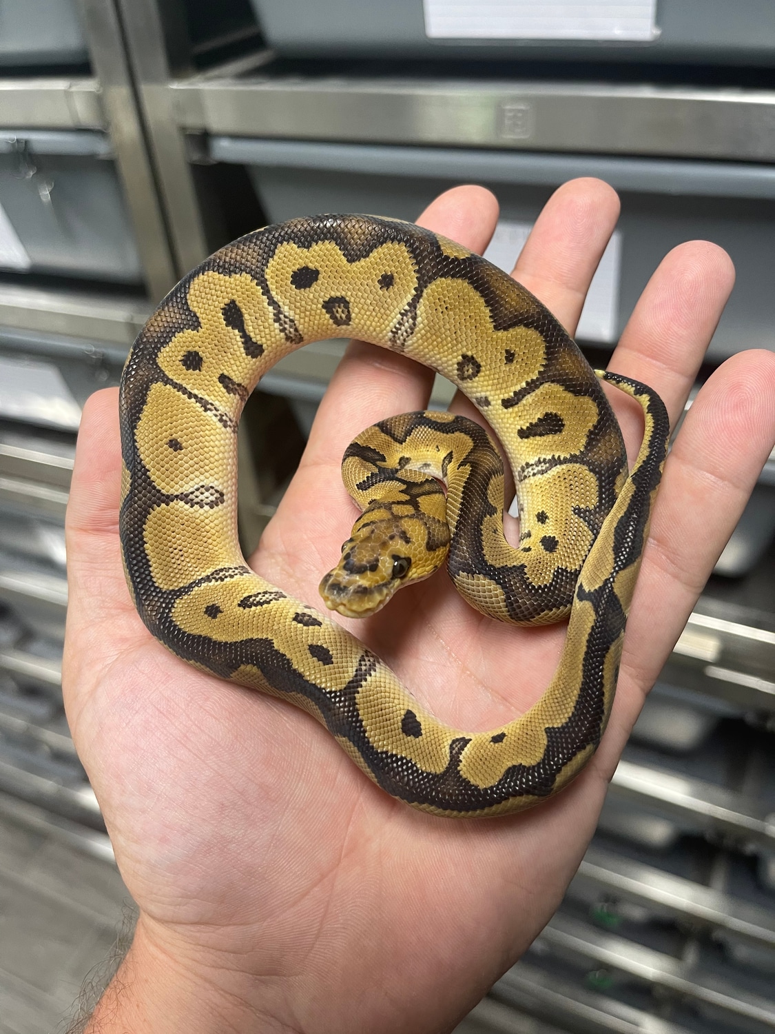 Clown 100% Het Vpi Axanthic Ball Python by Bushhill Reptiles / Colby ...
