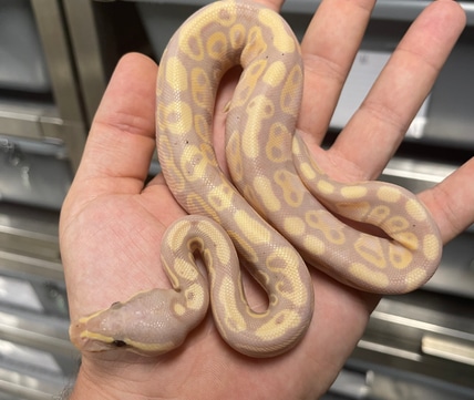 Vpi Axanthic Pinstripe Clown Ball Python by Bushhill Reptiles / Colby ...
