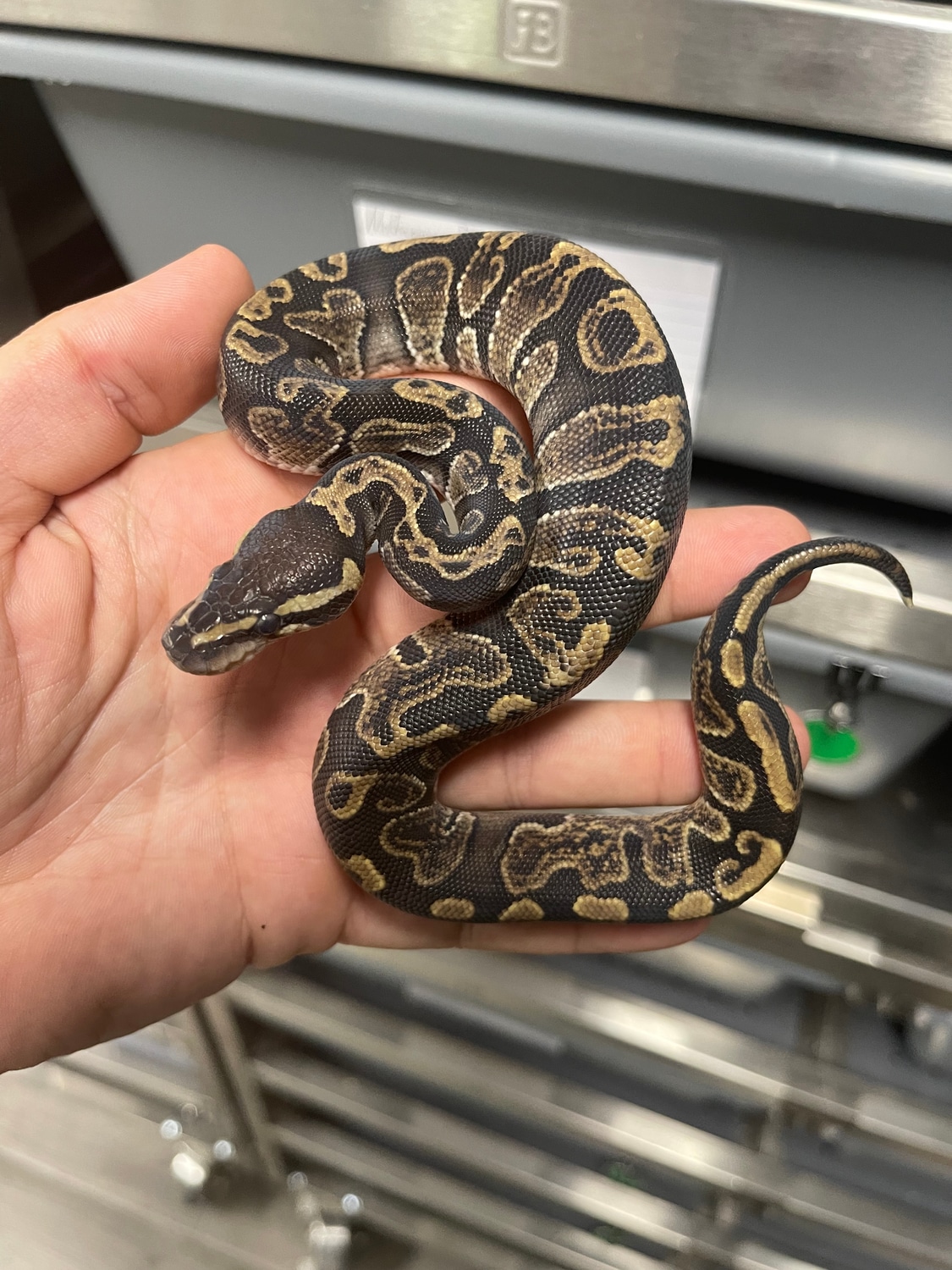 GHI Het Pied Ball Python by Bushhill Reptiles / Colby Nelson - MorphMarket