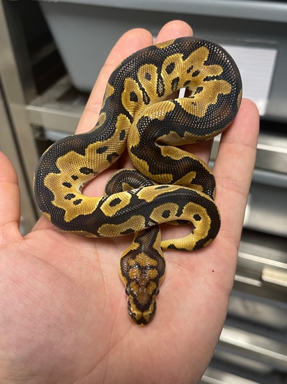 Clown Ball Python by Bushhill Reptiles / Colby Nelson