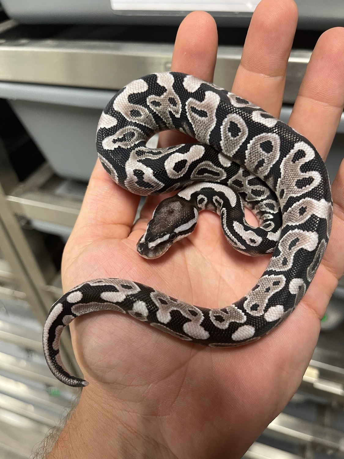 Vpi Axanthic YB 66% Het Hypo Ball Python by Bushhill Reptiles / Colby ...