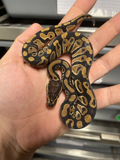 Dbl Het Clown Pied Ball Python by Bushhill Reptiles / Colby Nelson