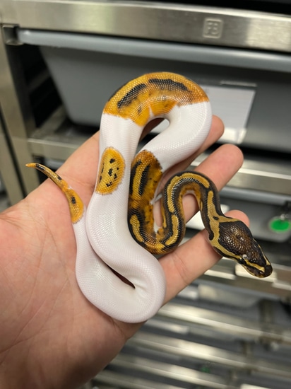 Pied 100% Het Clown Ball Python by Bushhill Reptiles / Colby Nelson