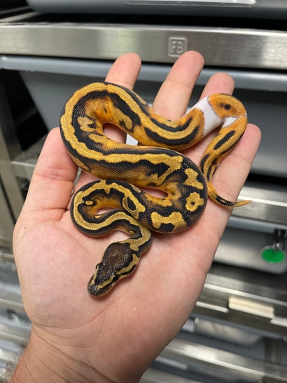 Pied 100% Het Clown Ball Python by Bushhill Reptiles / Colby Nelson