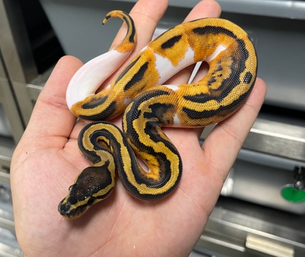 Vpi Axanthic Pinstripe Clown Ball Python by Bushhill Reptiles / Colby ...