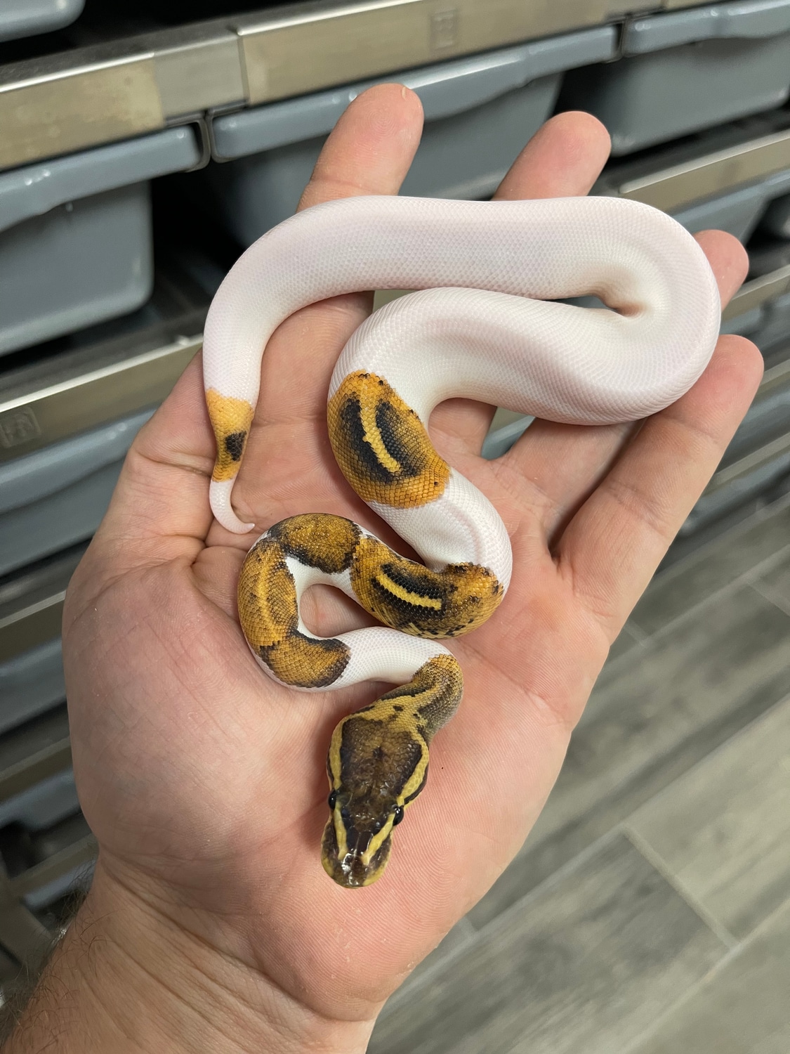 Mahogany Fire Pied Ball Python by Bushhill Reptiles / Colby Nelson - MorphMarket
