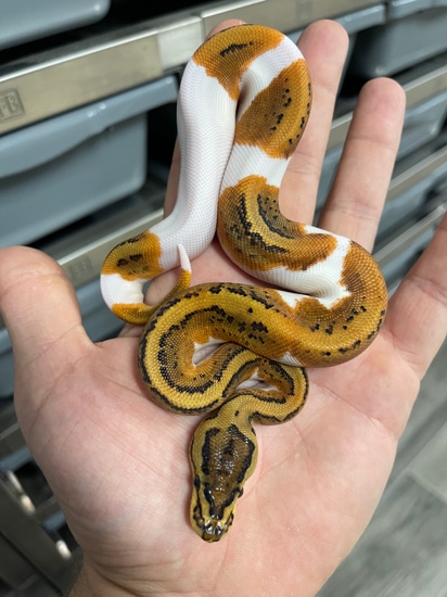 YB Pinstripe Pied Ball Python by Bushhill Reptiles / Colby Nelson