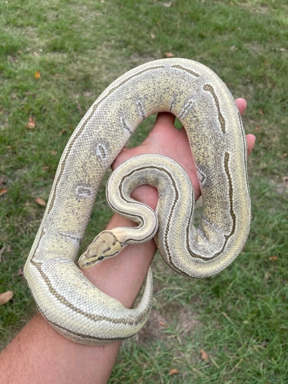 Enchi Pinstripe Desert Ghost Ball Python by Bushhill Reptiles / Colby Nelson
