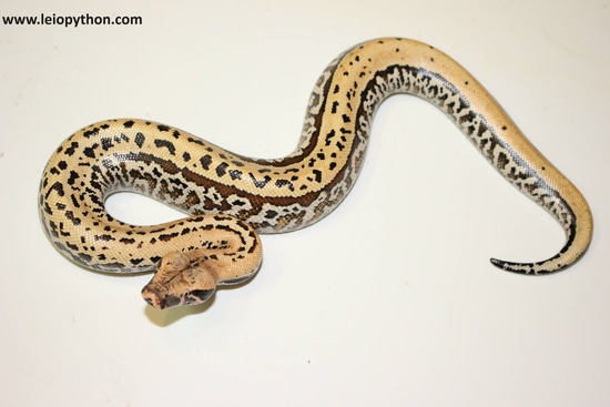 Pixel (Golden Eye/Matrix) Cb Blood Python by Www.leiopython.com