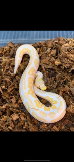 Albino Cinnamon Ball Python by SAJ Reptiles