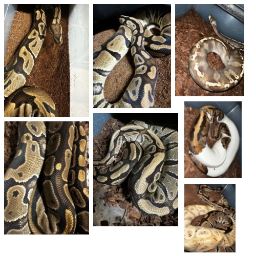 Ball Python Breeder Bundle by SAJ Reptiles