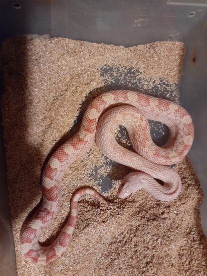 Albino Southern Pine Pine Snake by Carter Reptiles