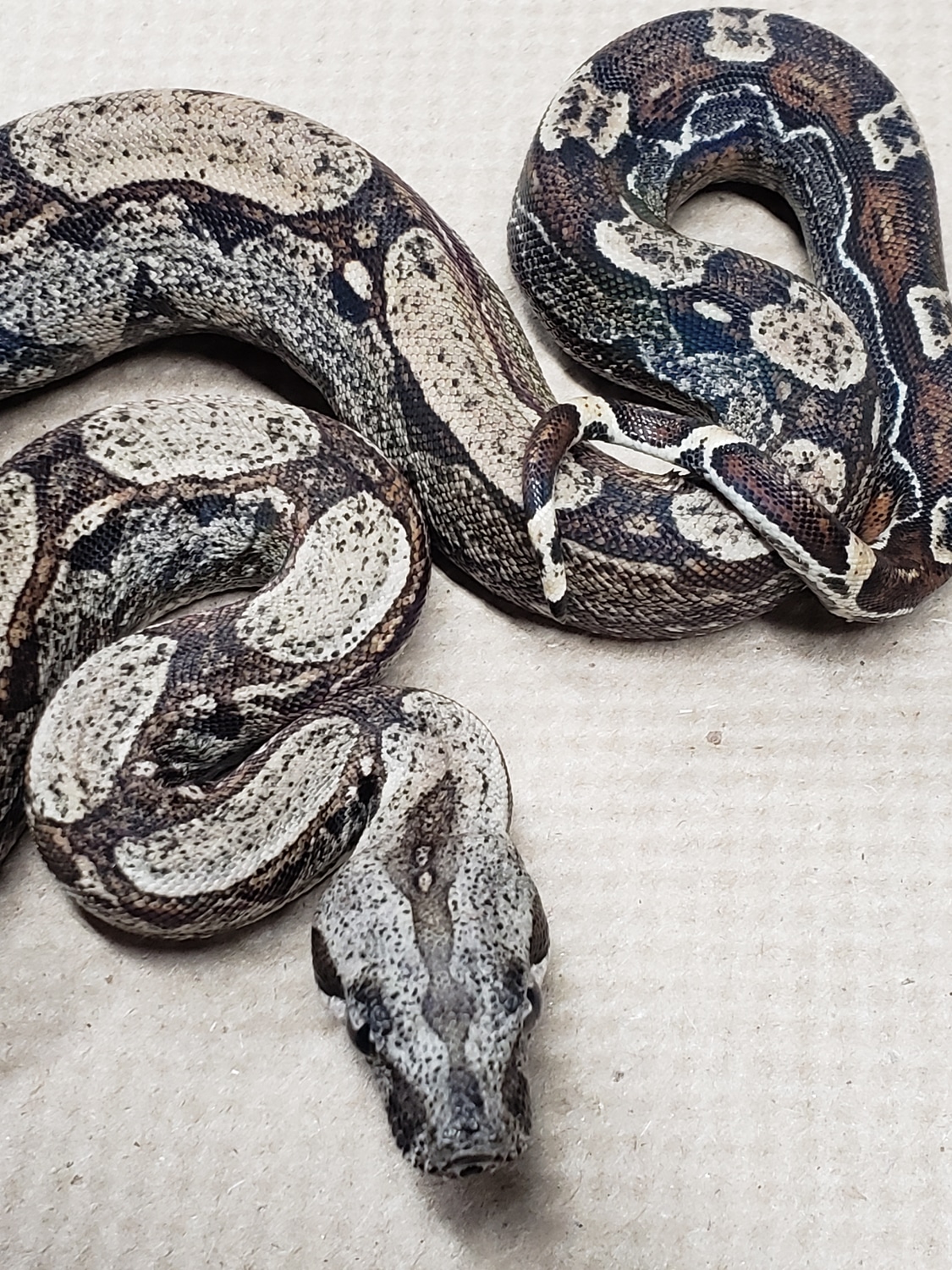 Arabesque Het Albino Boa Constrictor by SnakeMan's Exotics - MorphMarket