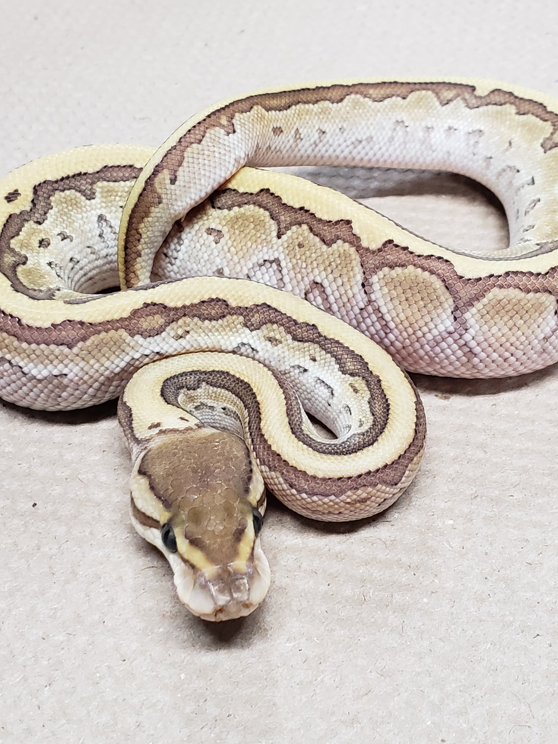 Chocolate Kingpin Ball Python by SnakeMan's Exotics - MorphMarket